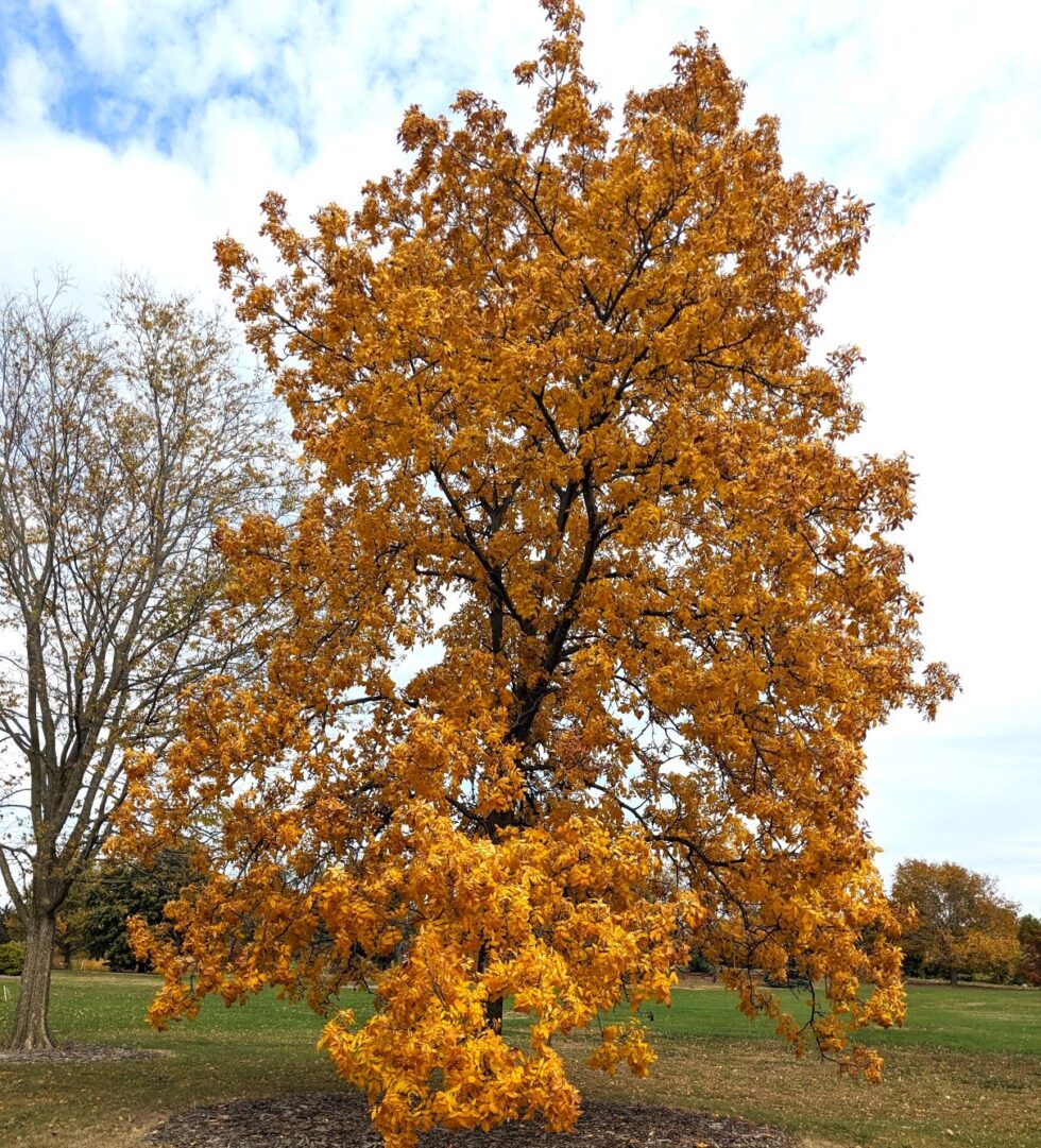 Nut Trees|Iowa Arboretum & Gardens